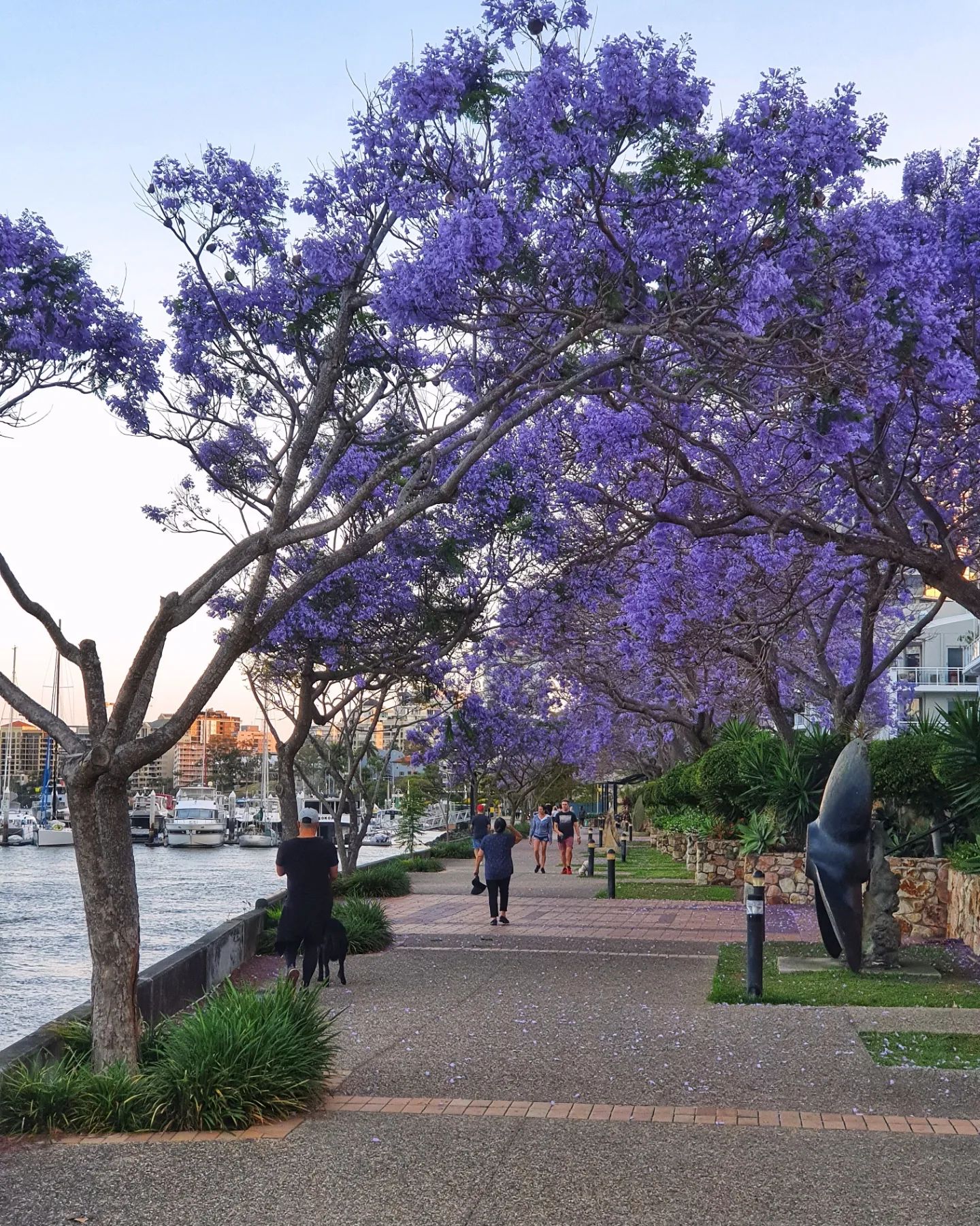 Purple Rain: Best Places to See QLD's Jacarandas | Queensland