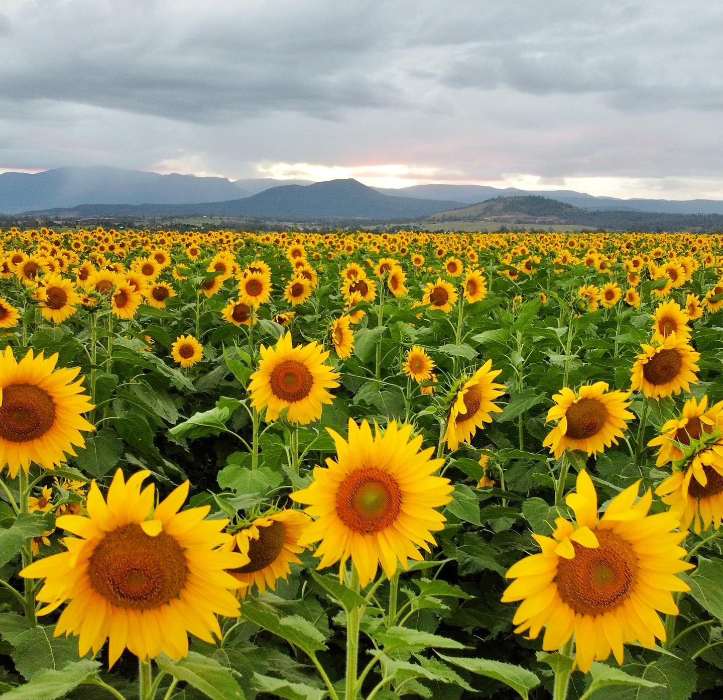 Guide to Kalbar Sunflower Festival | Queensland