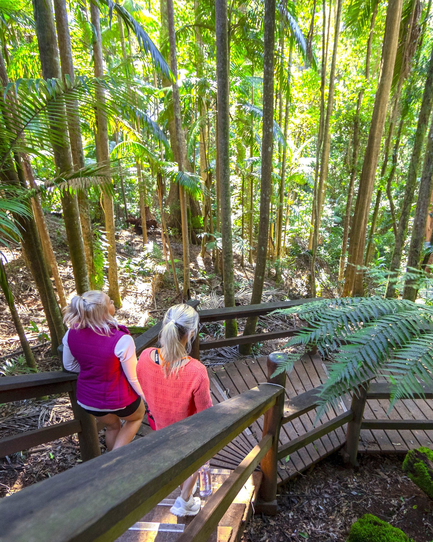 How to Do D'Aguilar National Park from Brisbane | Queensland
