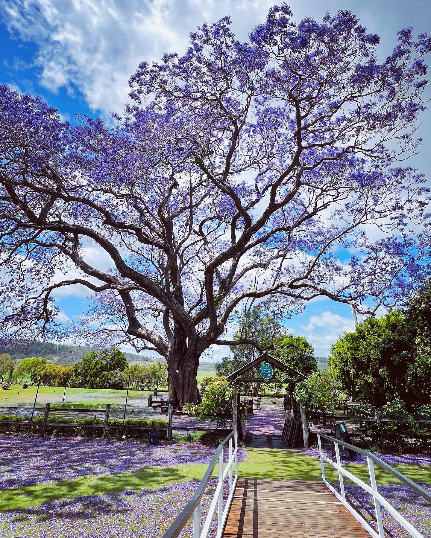 Purple Rain: Best Places to See QLD's Jacarandas | Queensland
