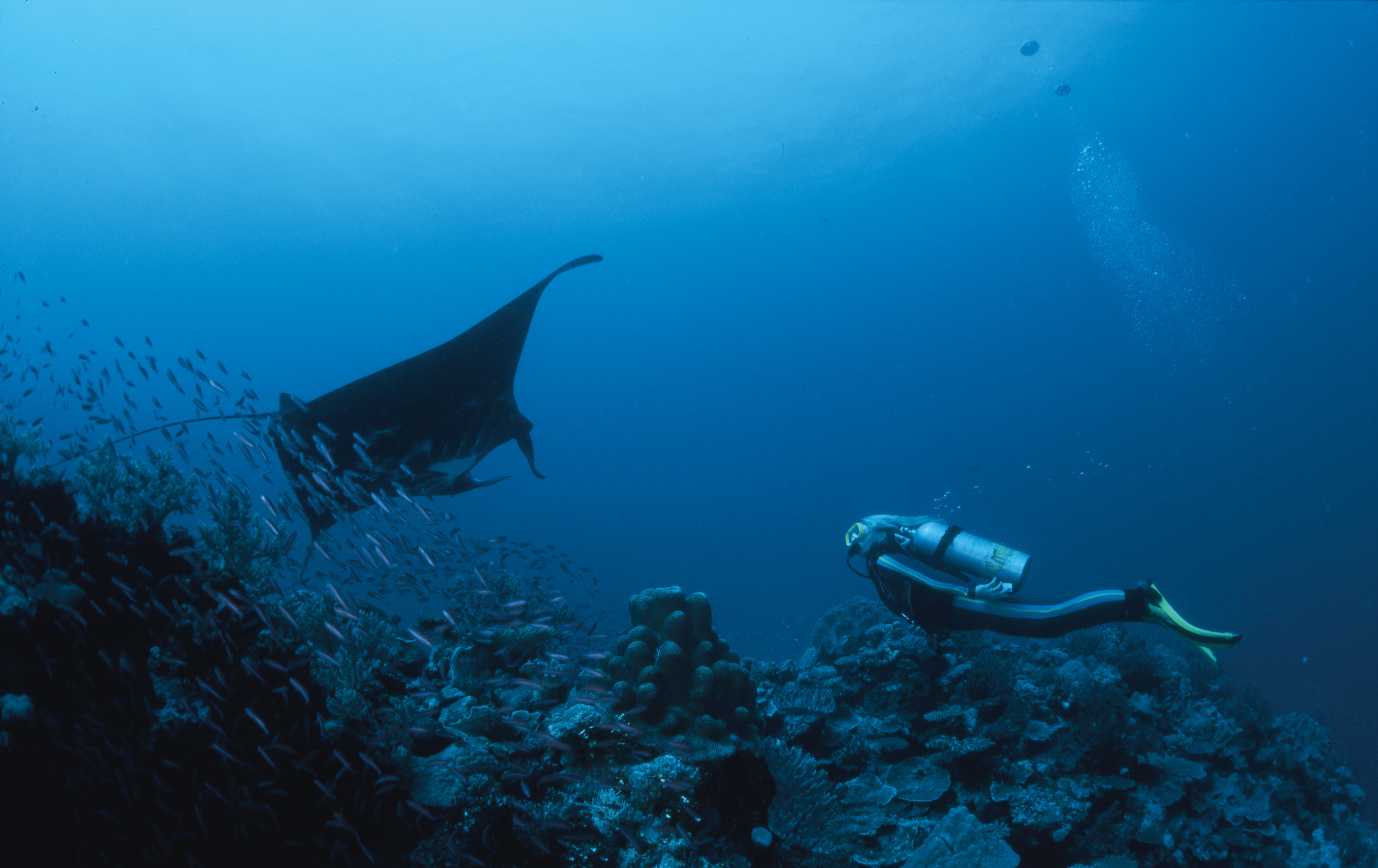 10 Amazing Facts About Manta Rays | Queensland