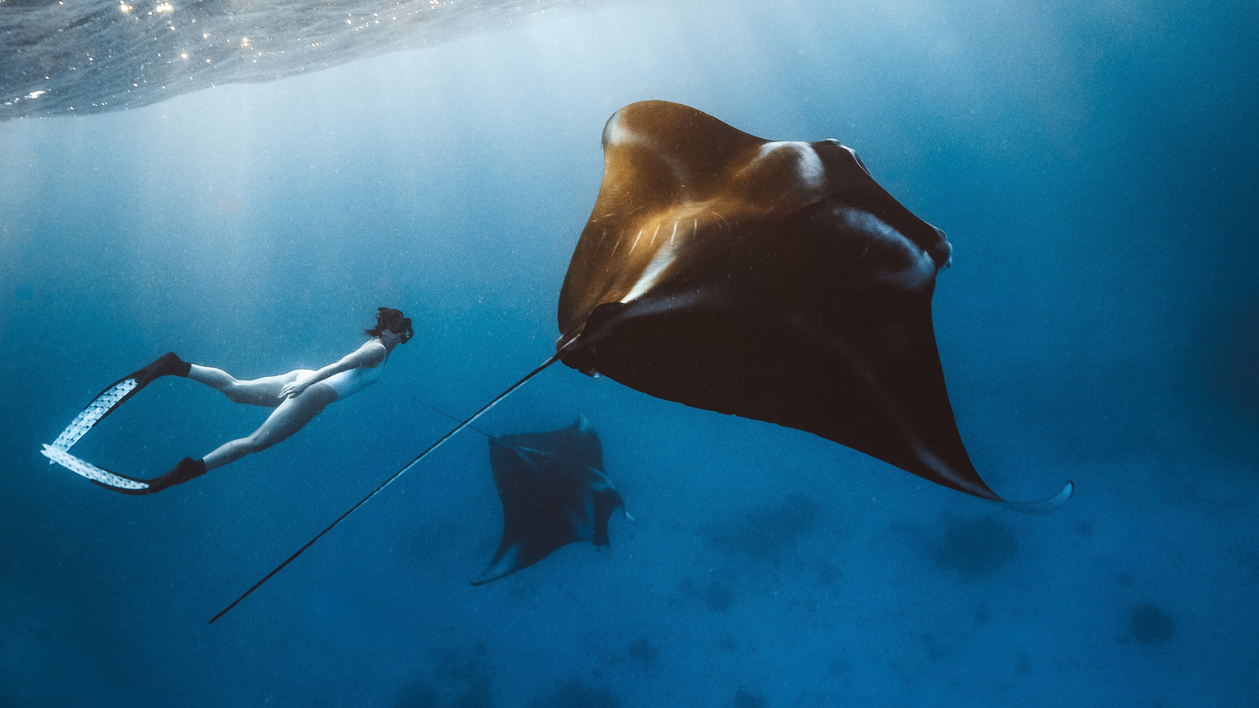 10 Amazing Facts About Manta Rays | Queensland