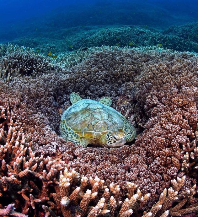 Great Escapes: 8 Reasons to Choose Lady Elliot Island | Queensland