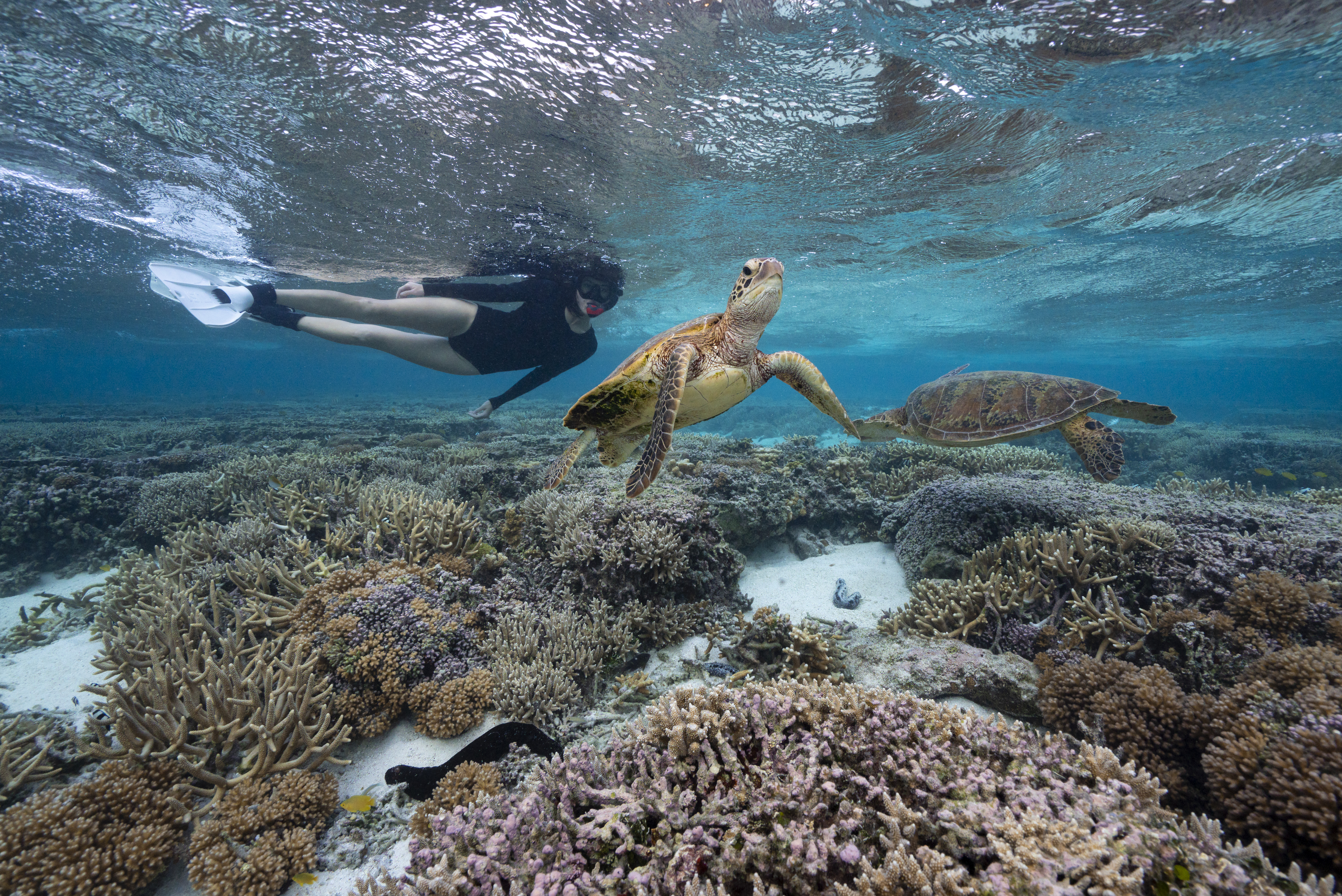 Saving The Great Barrier Reef