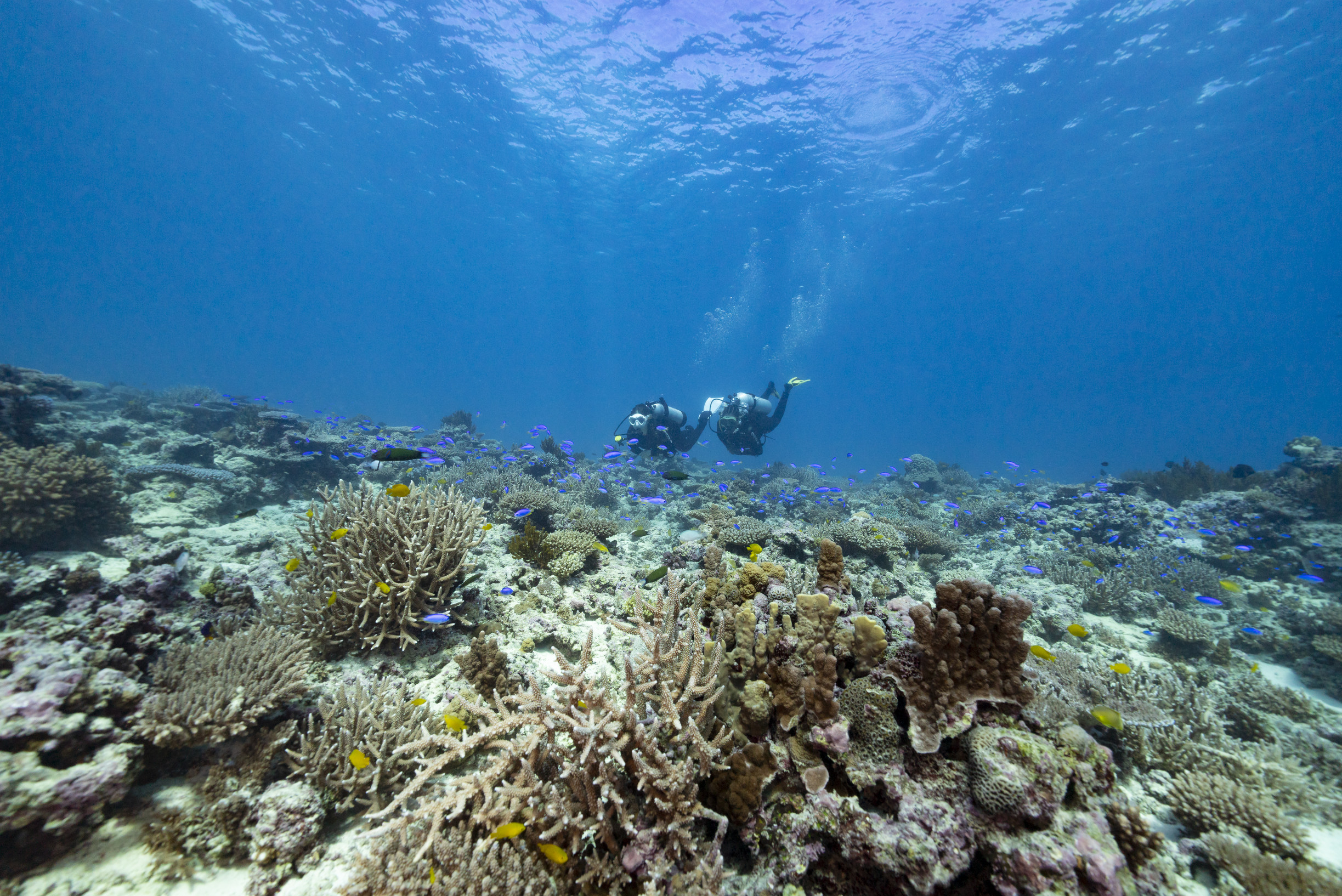 Experience the Reef Sanctuary Pontoon on Lady Musgrave Island | Queensland
