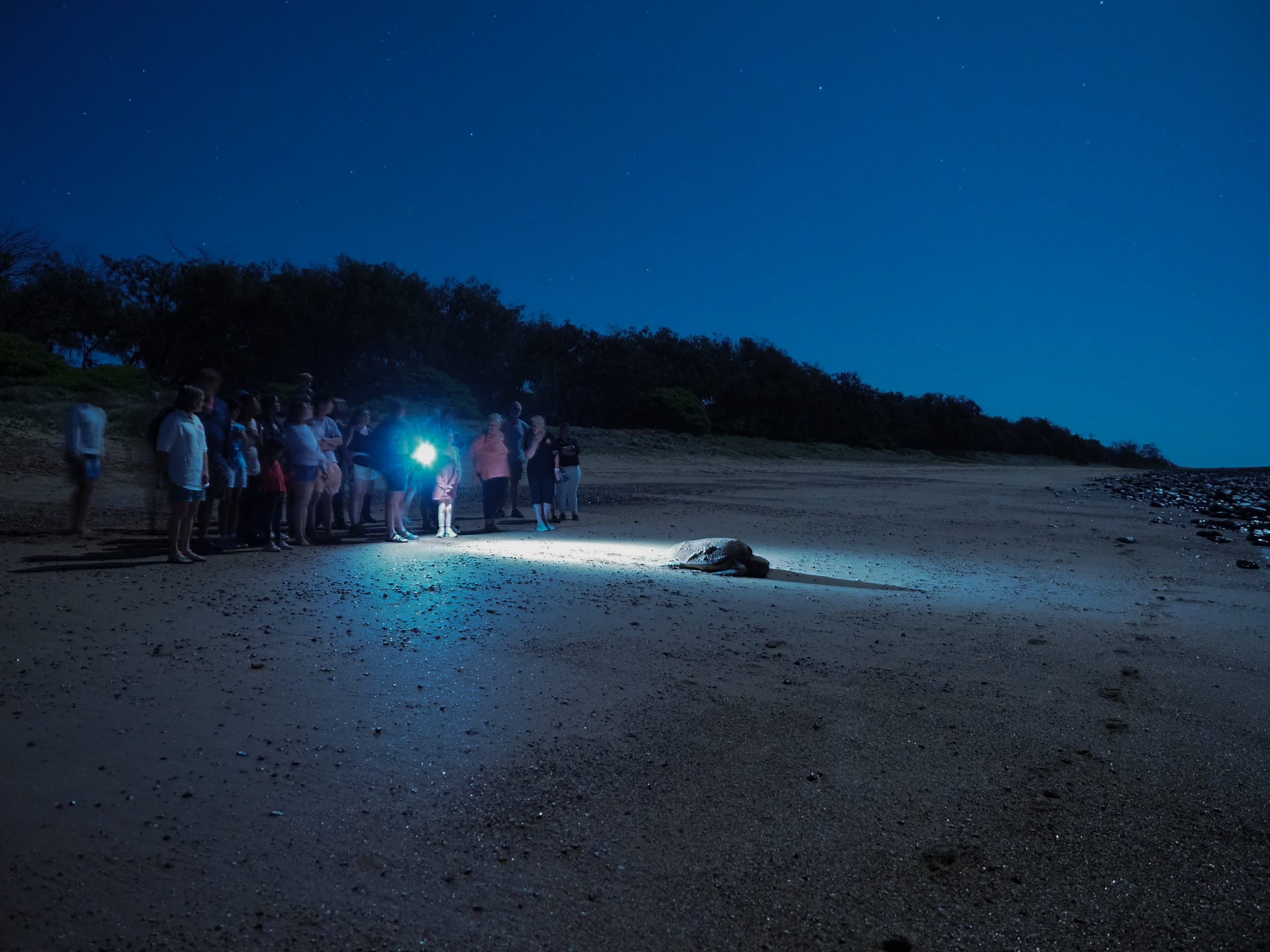 A Guide to Turtle Sands, Mon Repos | Queensland