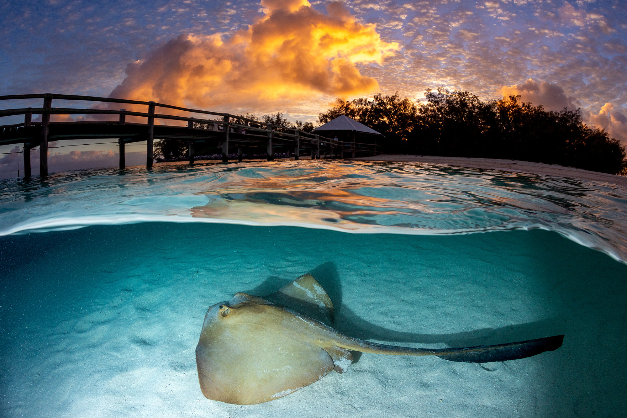 See Queensland’s best dive sites at night | Queensland