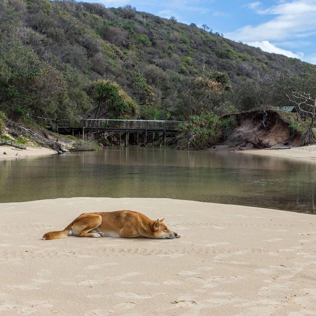 Fascinating Facts About Dingoes on K'gari | Queensland