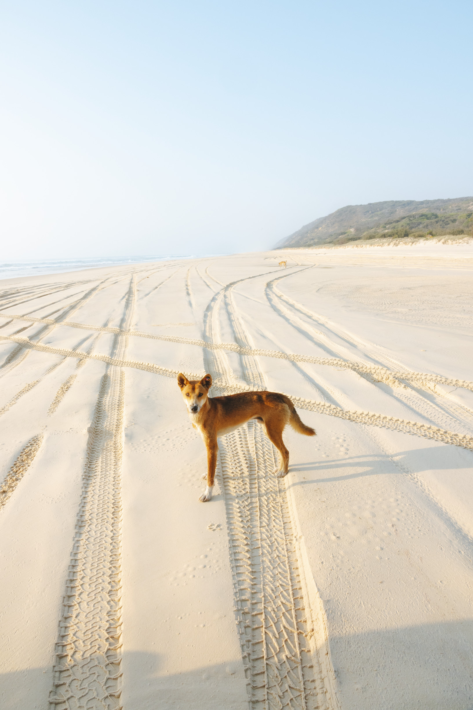 Where to See Wild Animals in Queensland | Queensland