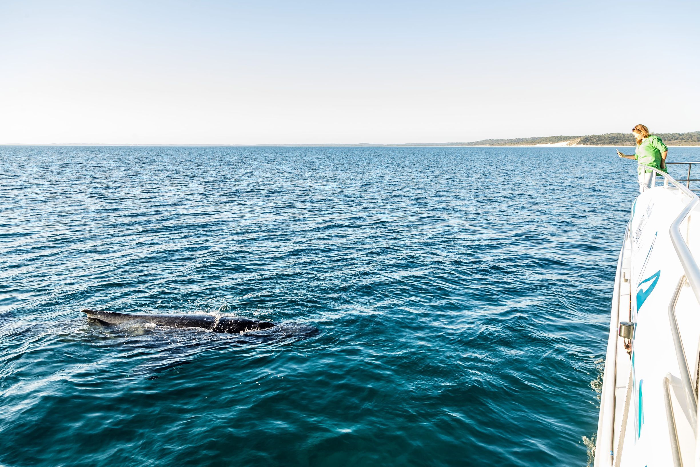 Queensland Whale Watching Experiences and Tours | Queensland