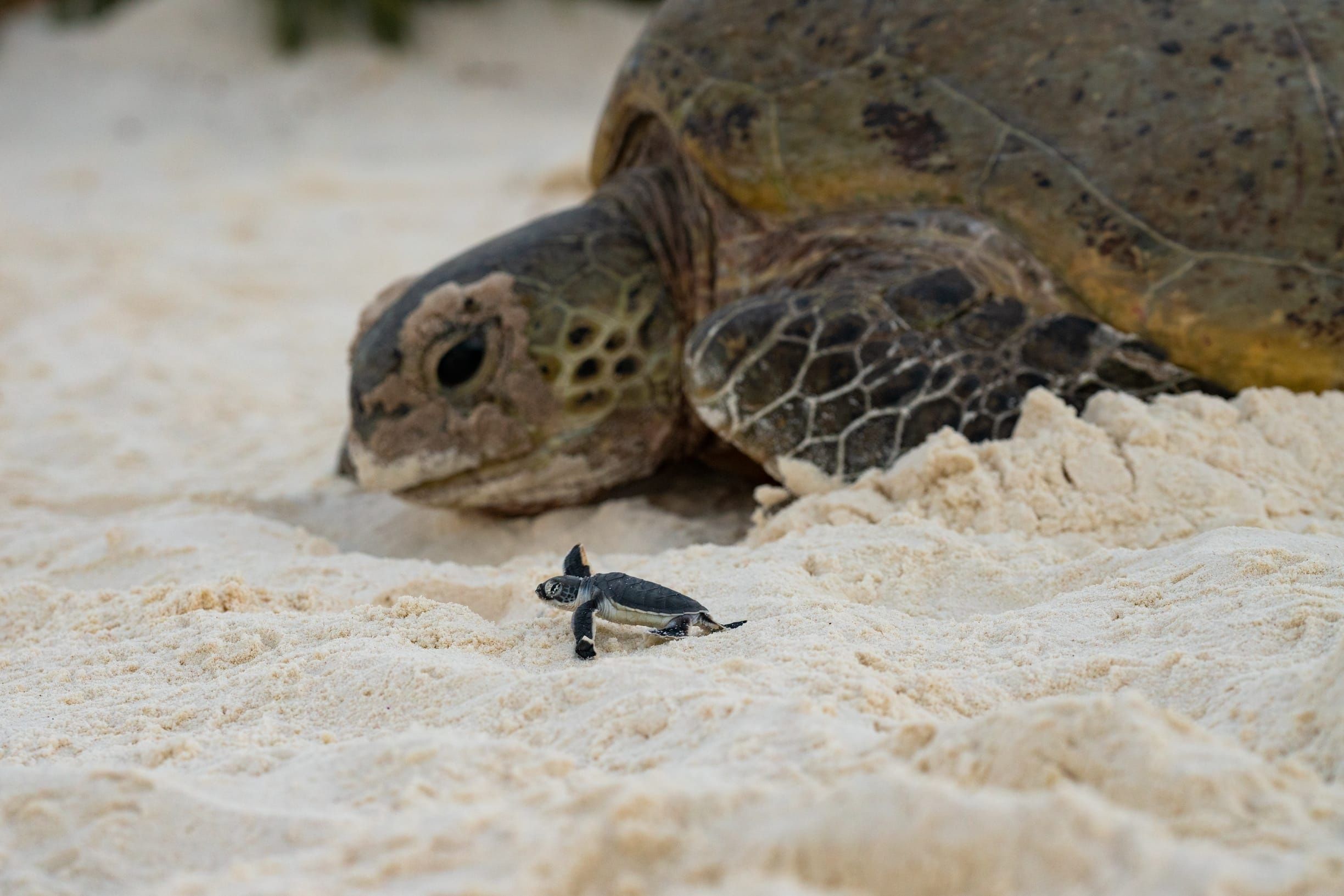 Queensland's Amazing Turtle Species | Queensland