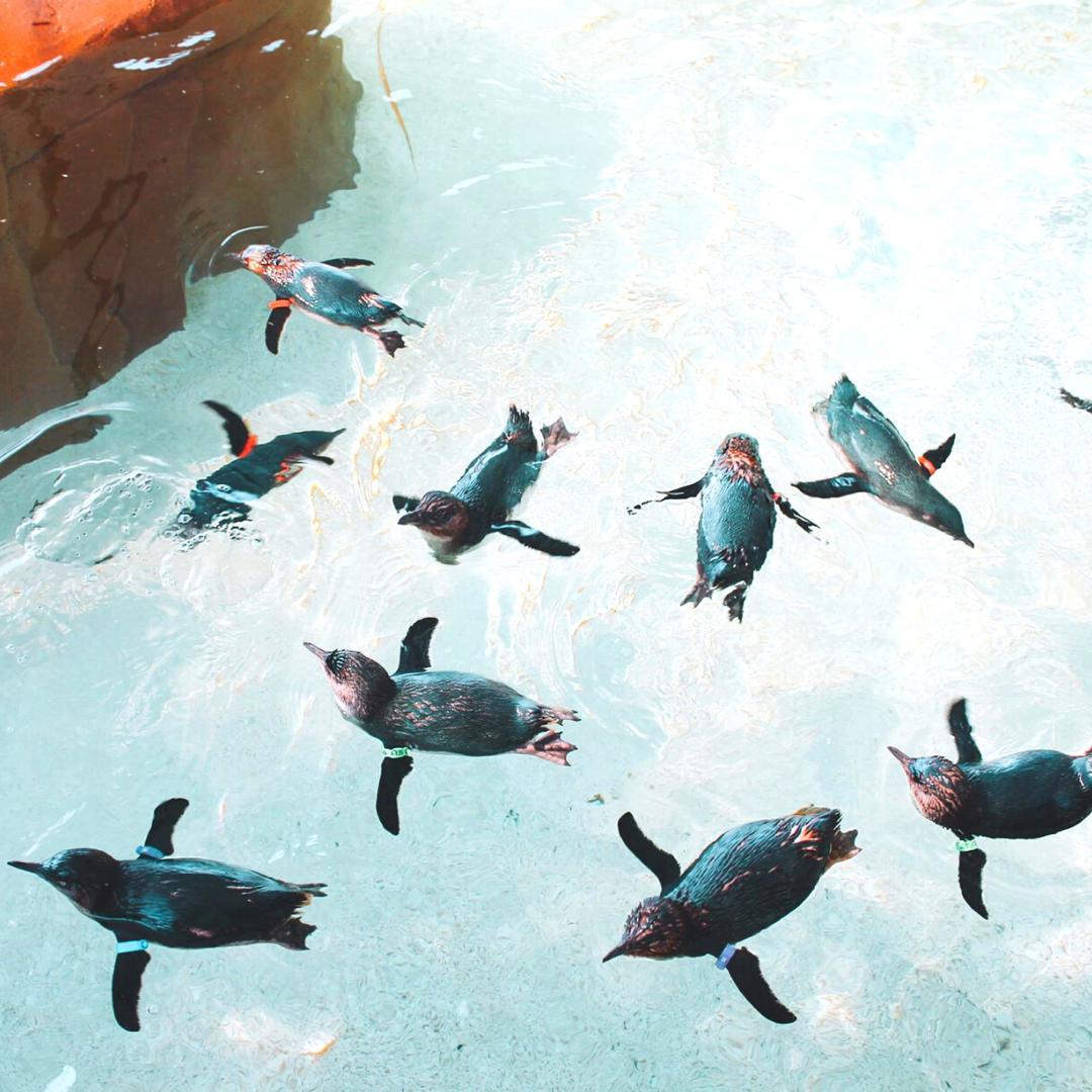 7 Insider Tips for an Amazing Day at Sea World | Queensland