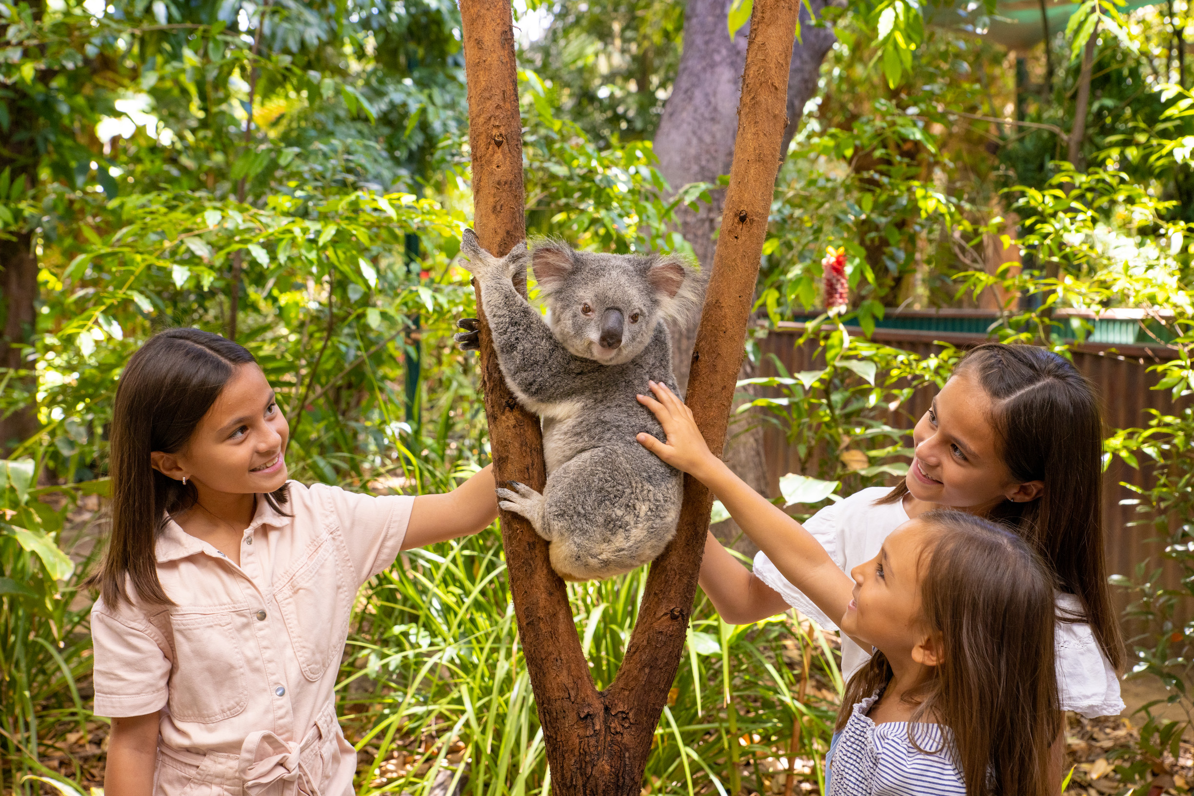 Here’s Where Can You Meet or Cuddle a Koala in Queensland | Queensland