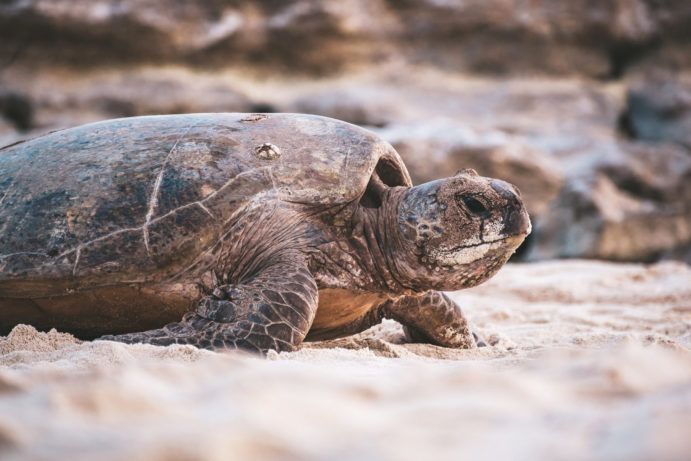 The Ultimate Southern Great Barrier Reef Visitor's Guide | Queensland