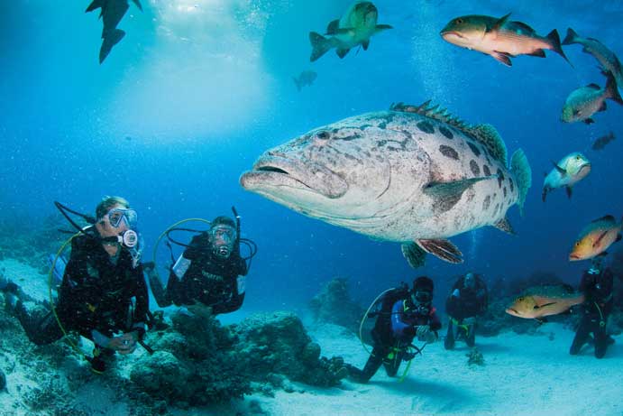 See Queensland’s Marine Life: the Great Eight | Queensland