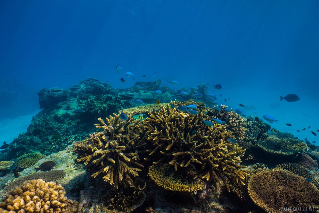 47 Epic Southern Great Barrier Reef Photos | Queensland