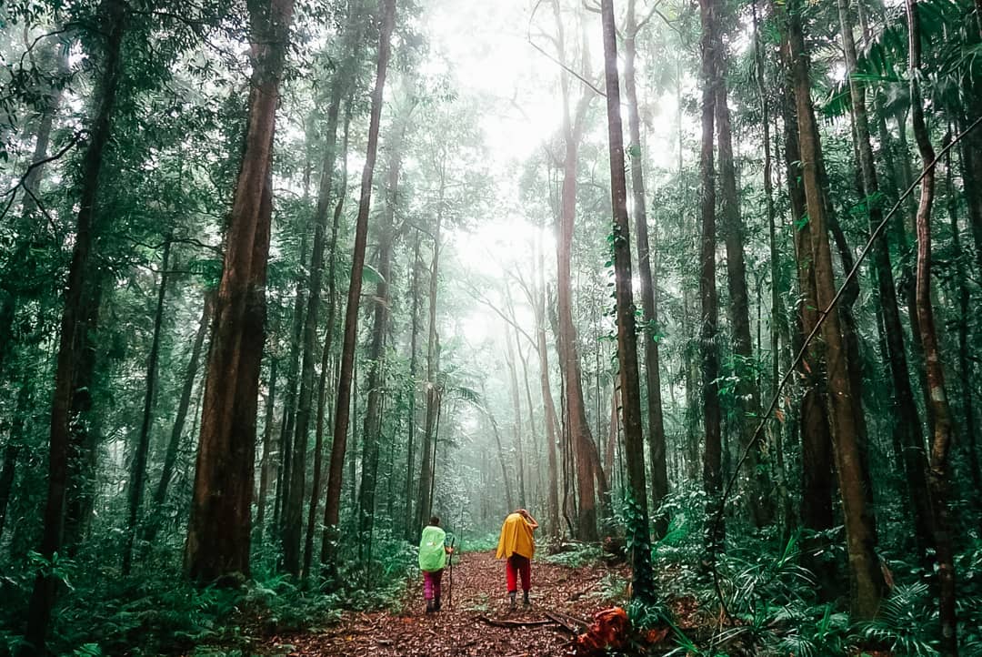 Mackay Hiking - Highlands Great Walk Walking Trail | Queensland