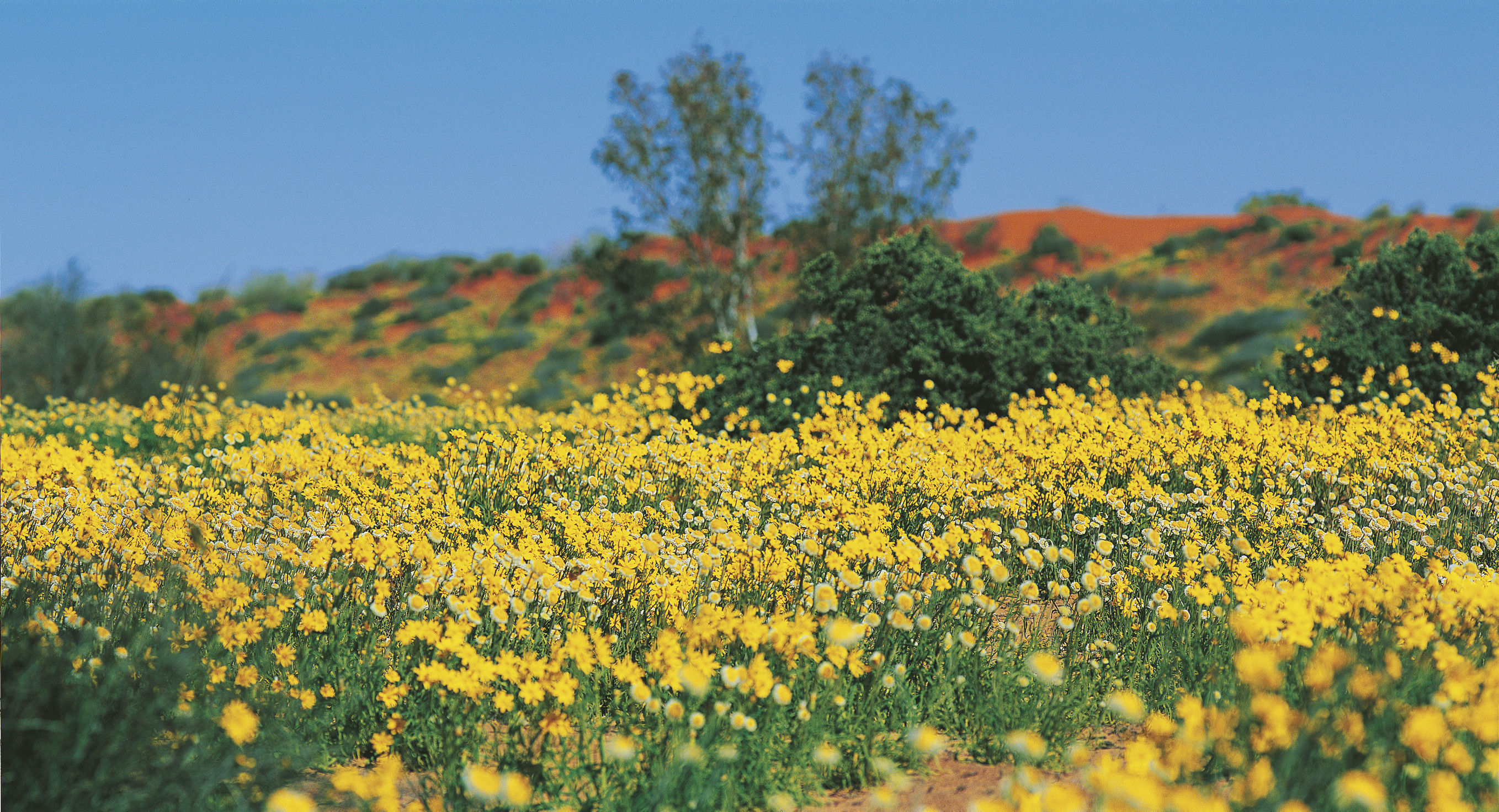 Where to See Flowers Bloom in Queensland | 2025 Guide