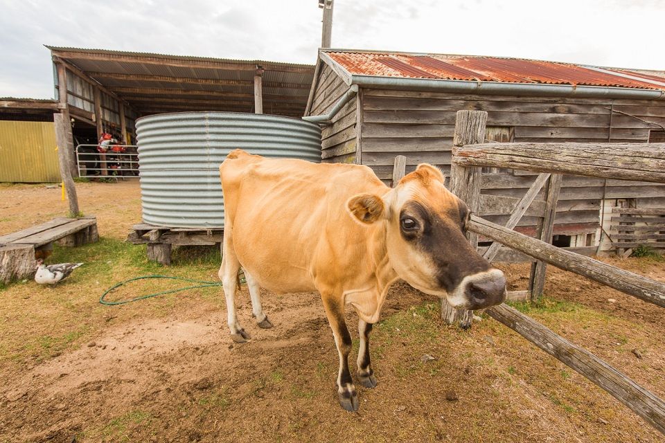 10 Queensland Farm Stay Photos to Make You Smile | Queensland
