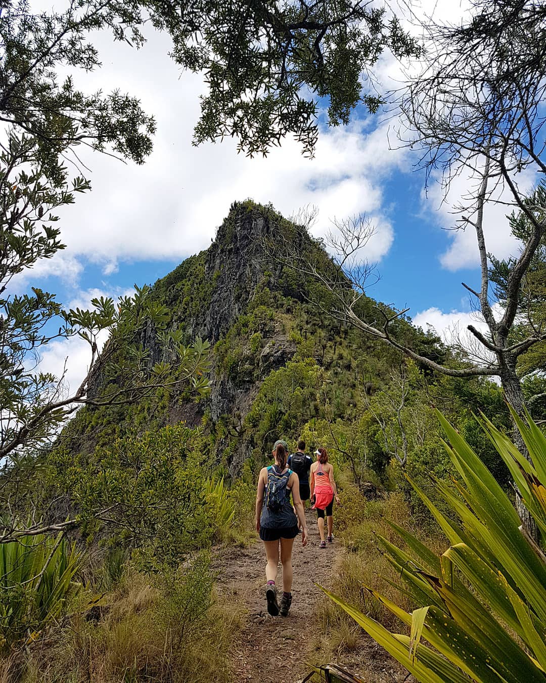 Discover the Best Hikes and National Parks Near Brisbane | Queensland