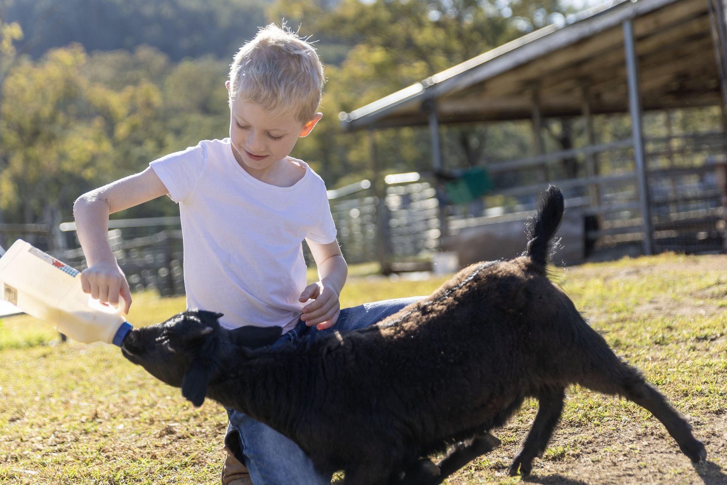 Best Queensland Farm Stays and Farm Cottages | Queensland