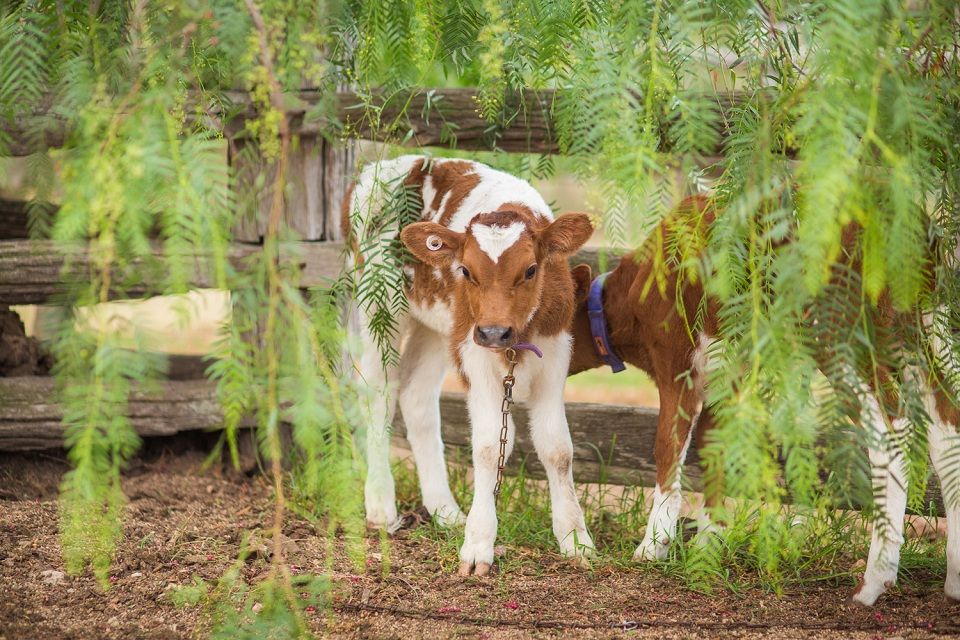 Queensland Farm Stays and Country Accommodation | Queensland