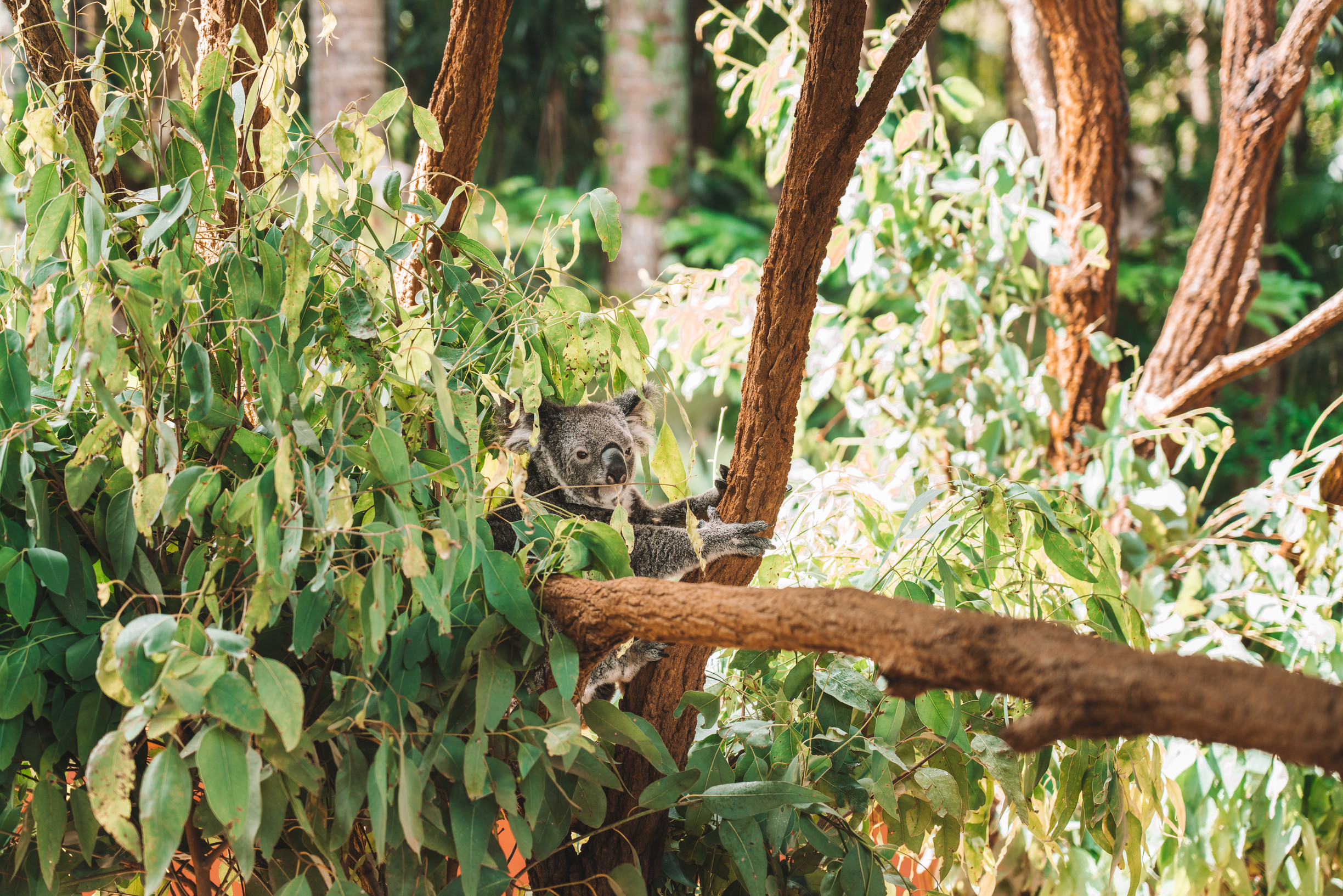 Your Guide to Exploring Australia Zoo on the Sunshine Coast | Queensland
