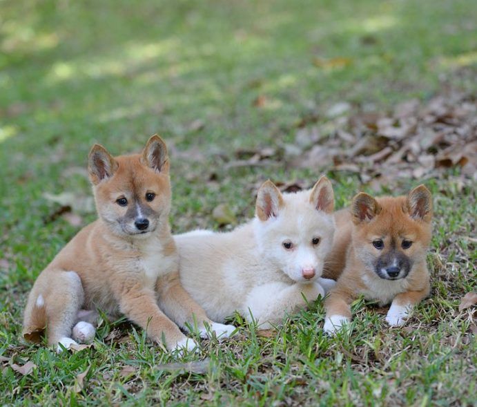 Cute Baby Australian Animals