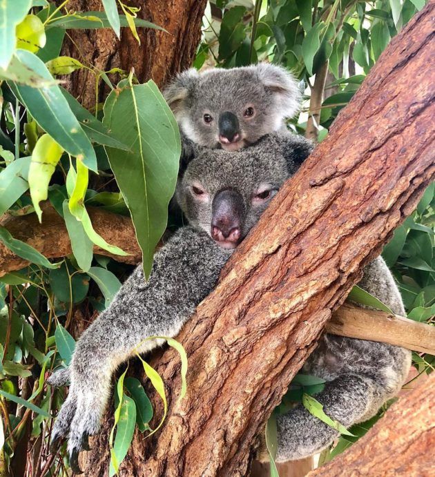 Animales Bebés De Australia