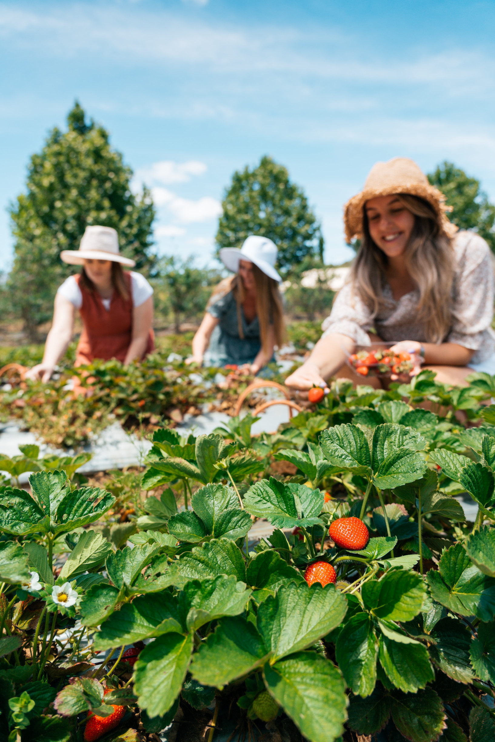 Pick Your Own Fruit In the Sunshine State | Queensland