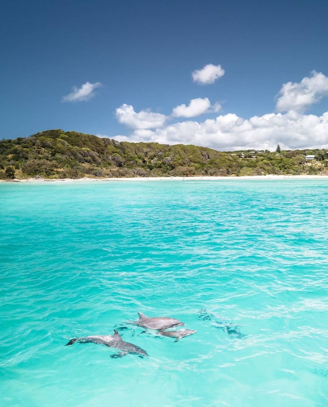 Interact with Dolphins in Queensland - Wildlife Encounters | Queensland