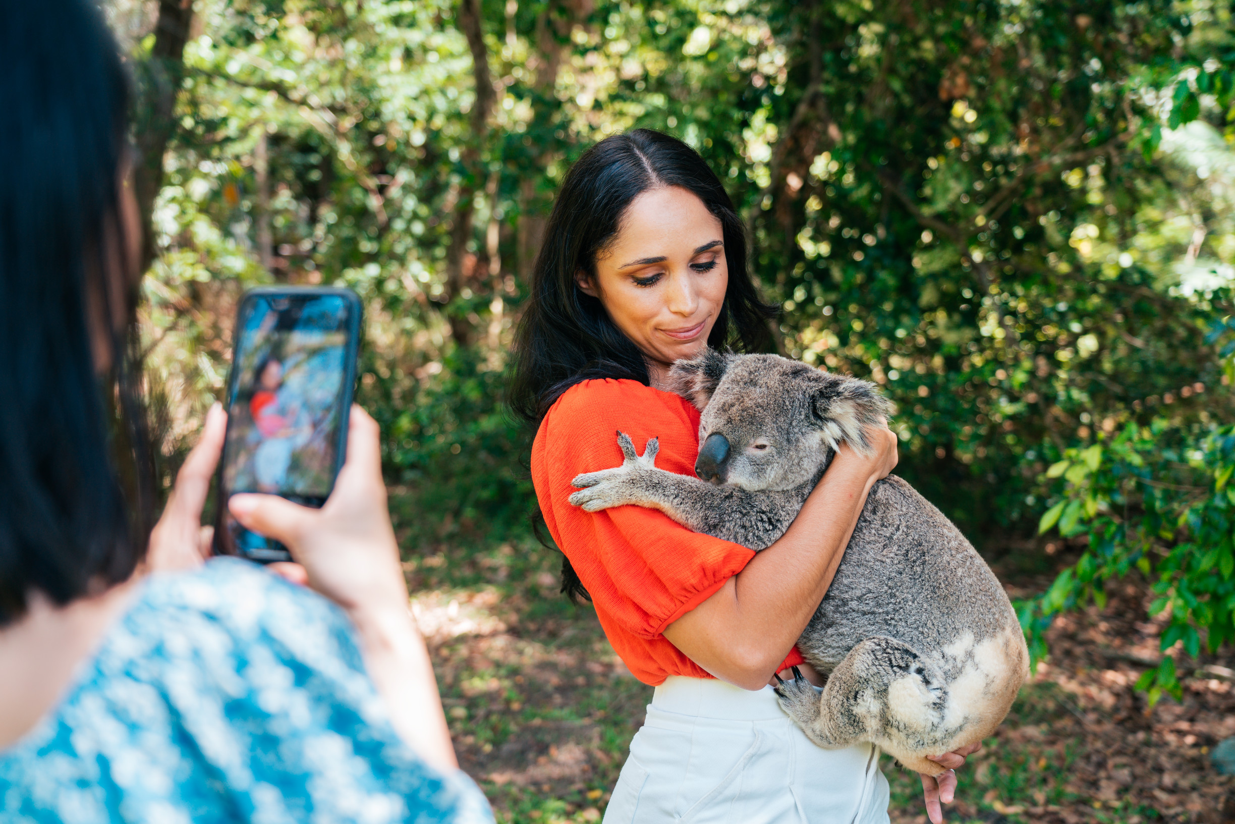 Here’s Where Can You Meet or Cuddle a Koala in Queensland | Queensland