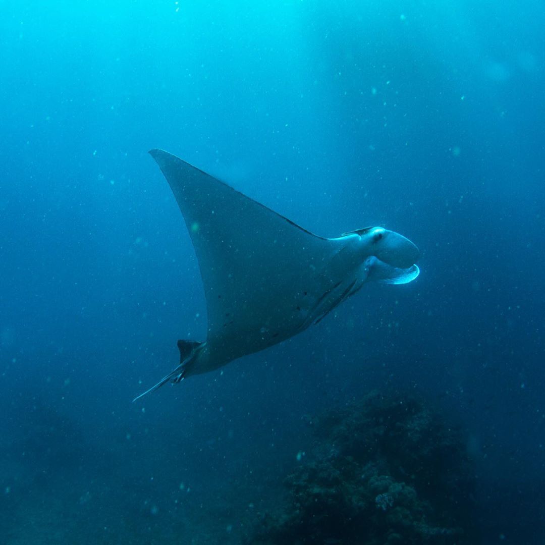How to swim with manta rays in Queensland