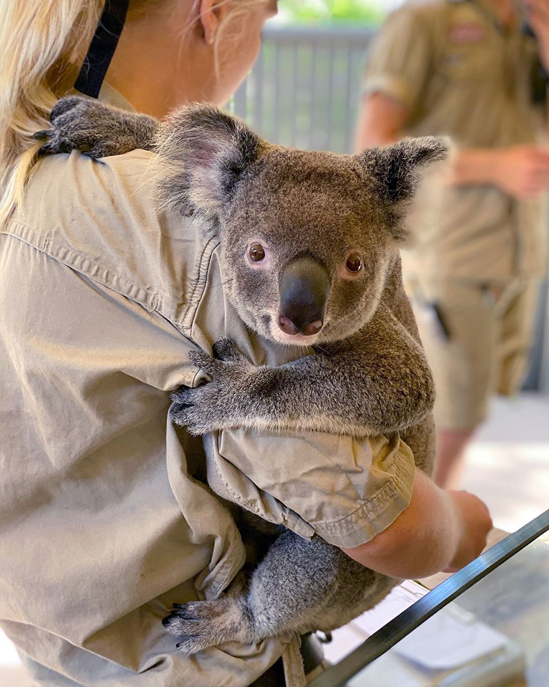 Here’s Where Can You Meet or Cuddle a Koala in Queensland | Queensland