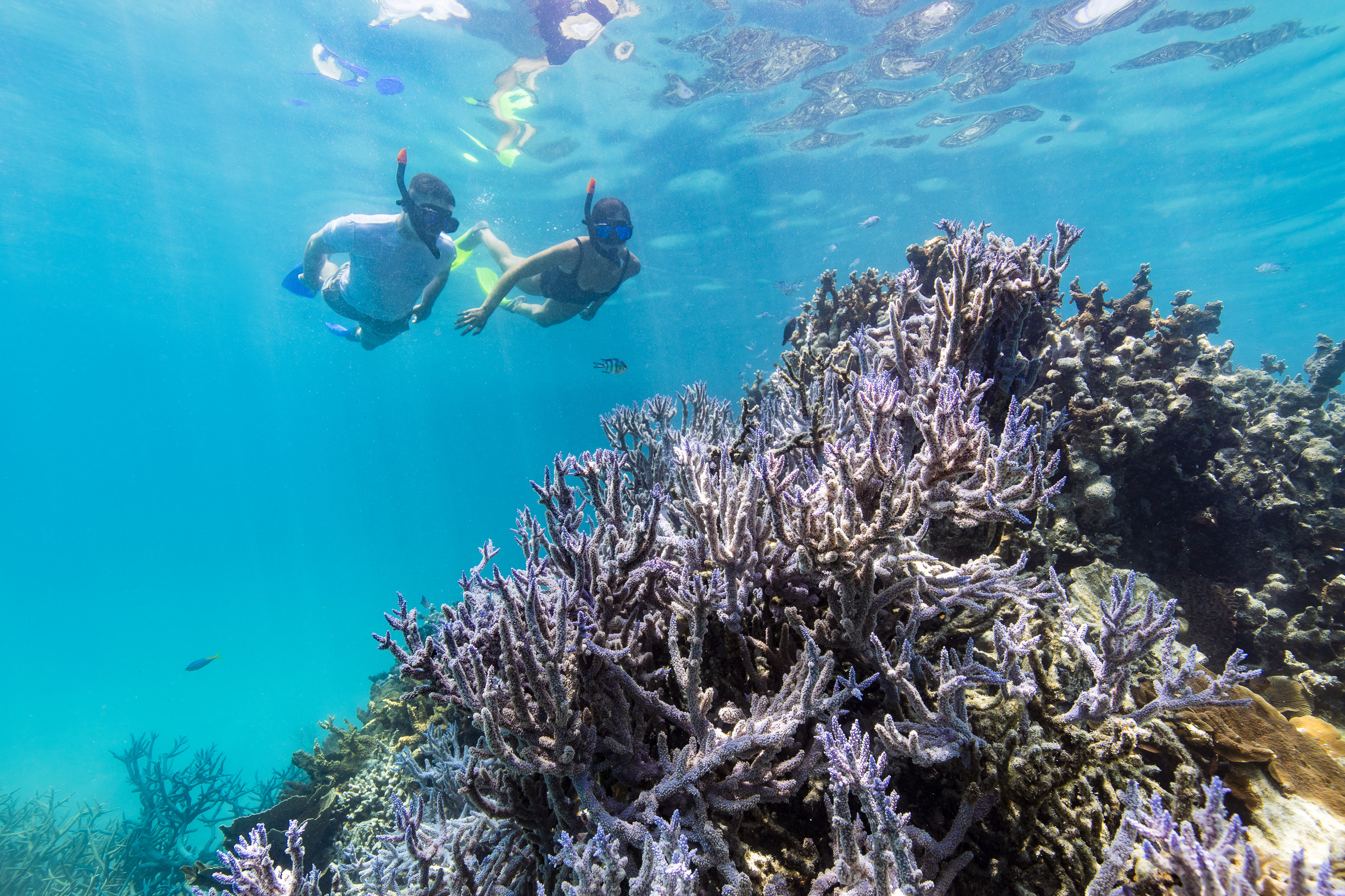Heart Island: How to Experience Heart Reef Up Close | Queensland