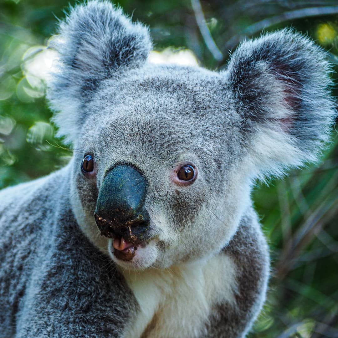 Where to Find 6 Australian Animals with Attitude | Queensland