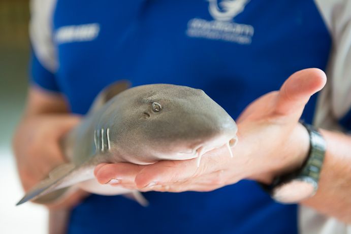 Visit the Great Barrier Reef On a Budget | Queensland