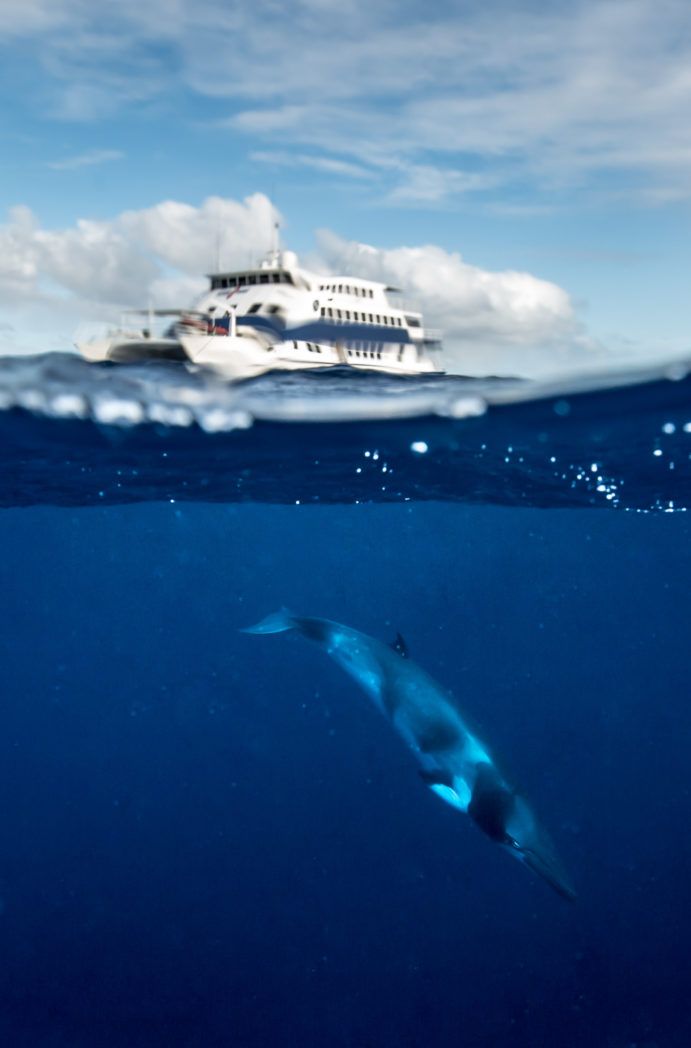Swimming With Dwarf Minke Whales: What to Know | Queensland