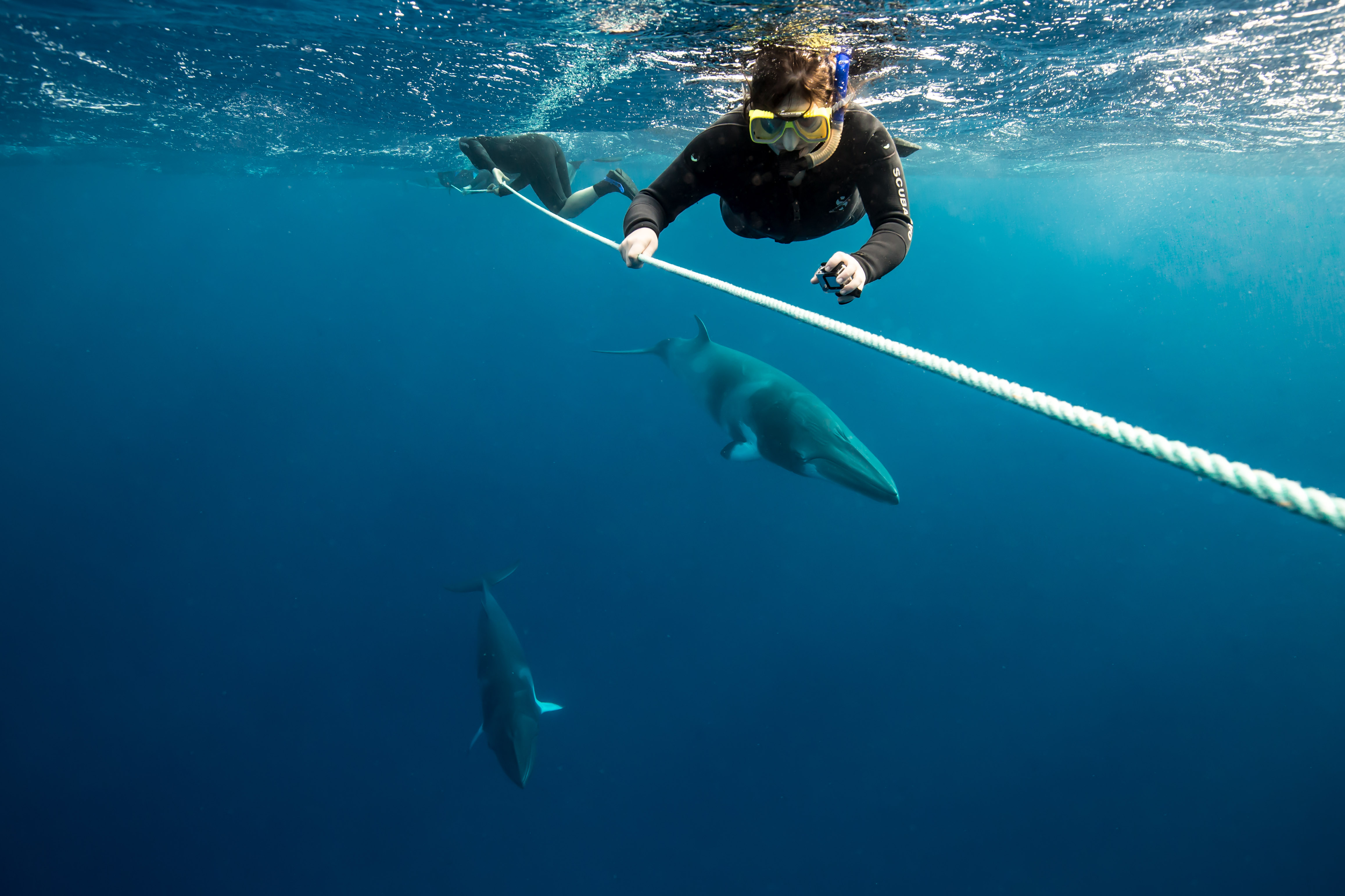 Swimming With Dwarf Minke Whales: What to Know | Queensland