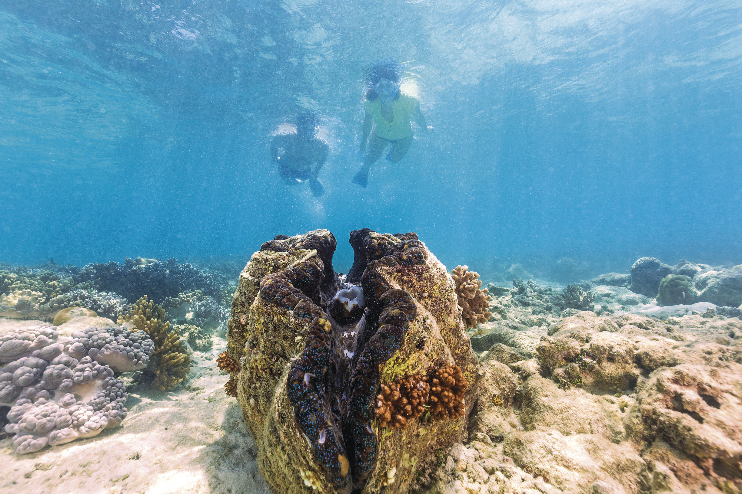 See Queensland’s Marine Life: the Great Eight | Queensland