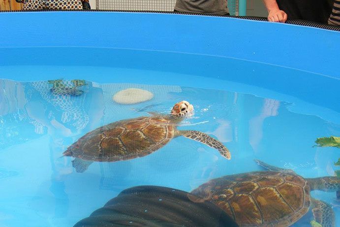 48 Hours On Fitzroy Island - Weekend Getaways | Queensland