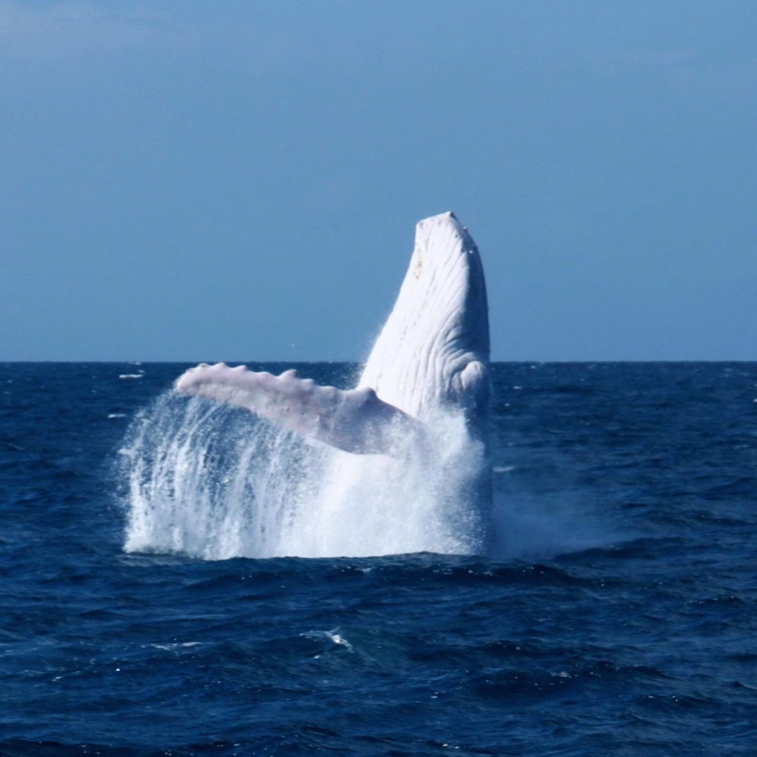 What to Know About Migaloo the White Whale | Queensland