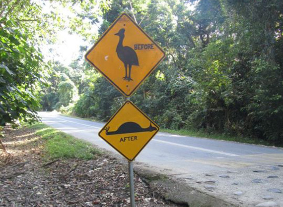 9 Amazing Facts About the Cassowary | Queensland