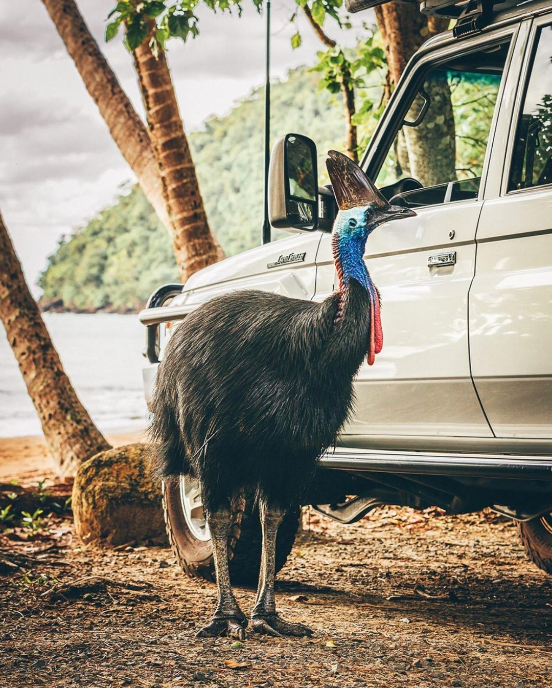 Where to See Wild Animals in Queensland | Queensland