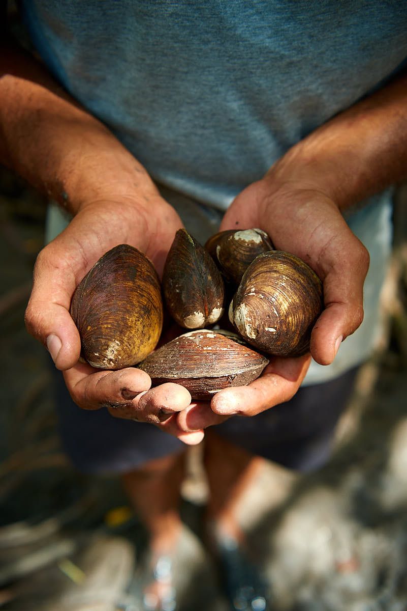 Australian Bush Foods and Indigenous Flavours | Queensland