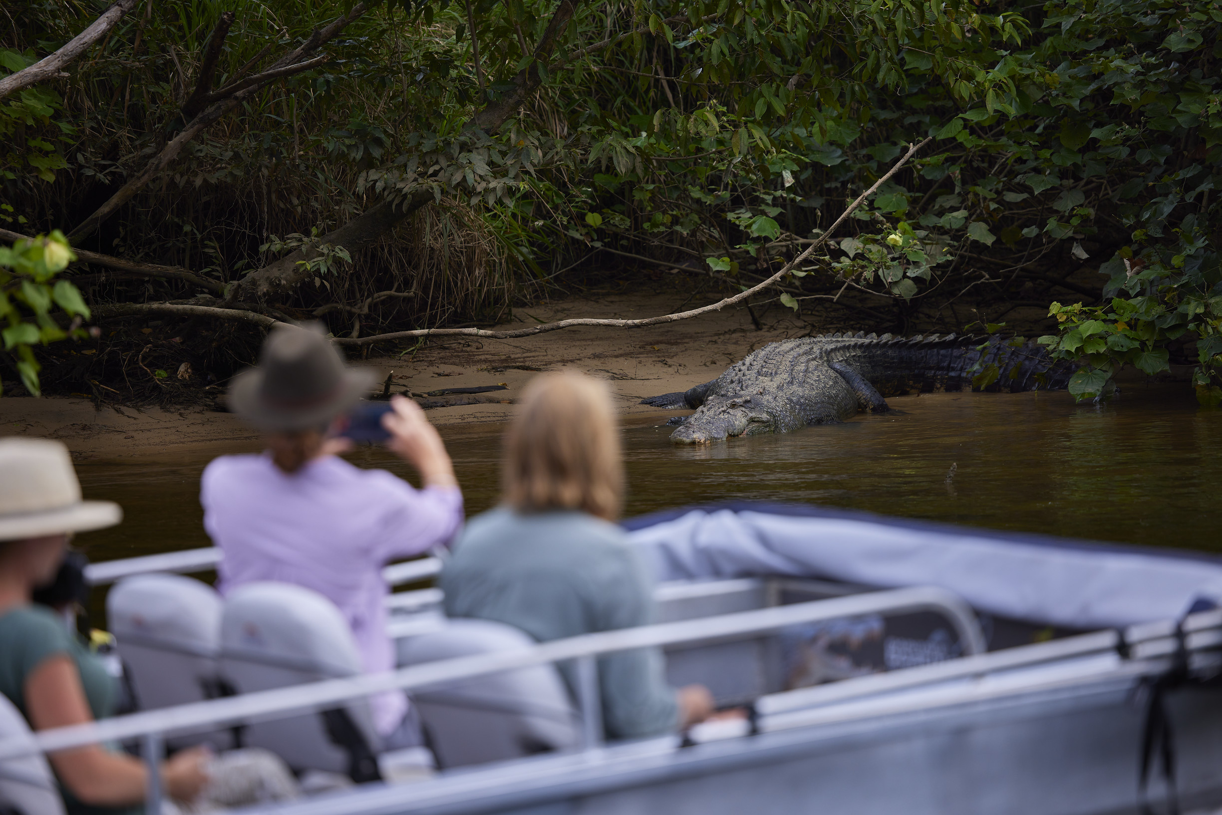 Discover Unique Daintree Rainforest Animals | Queensland
