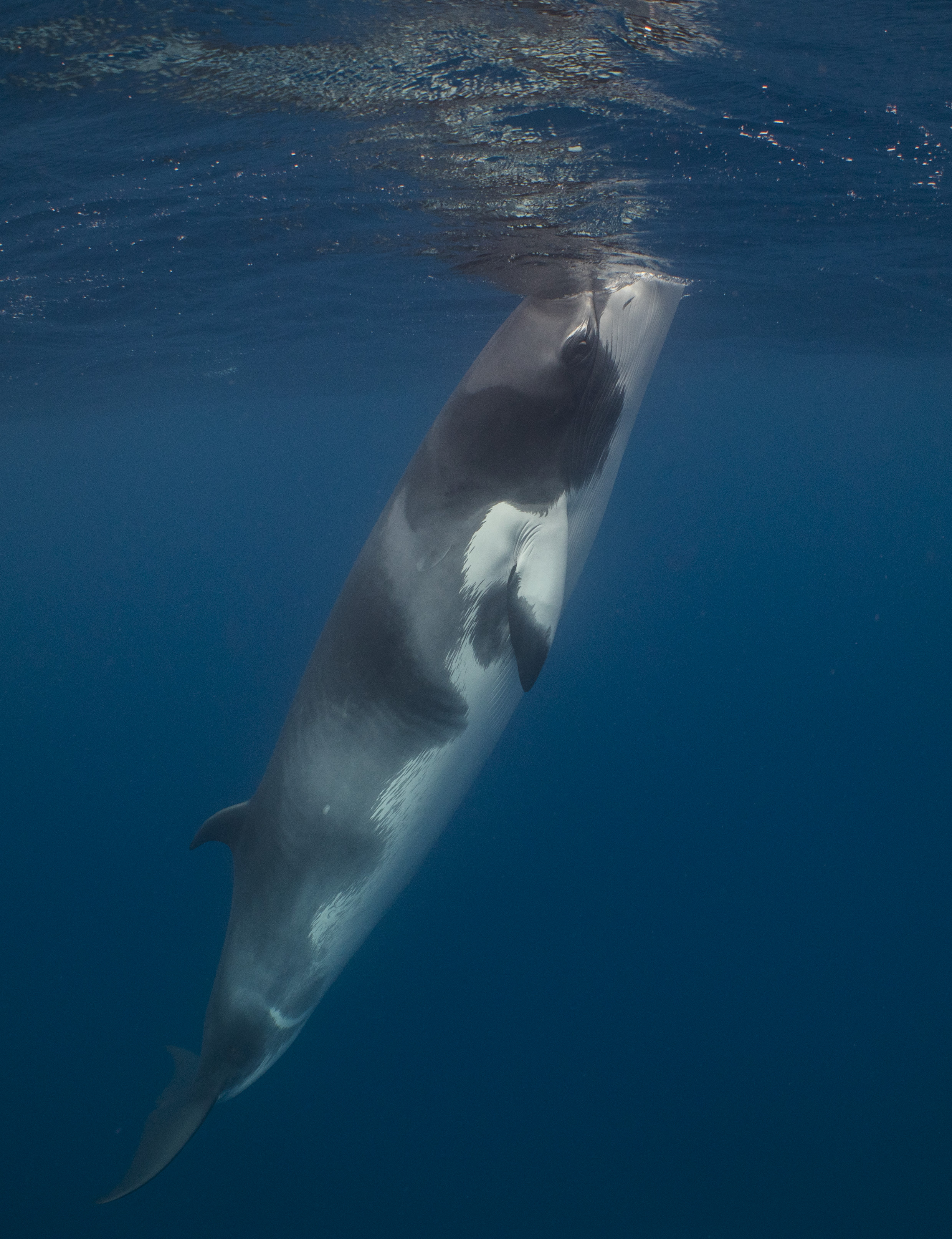 Minke Whale
