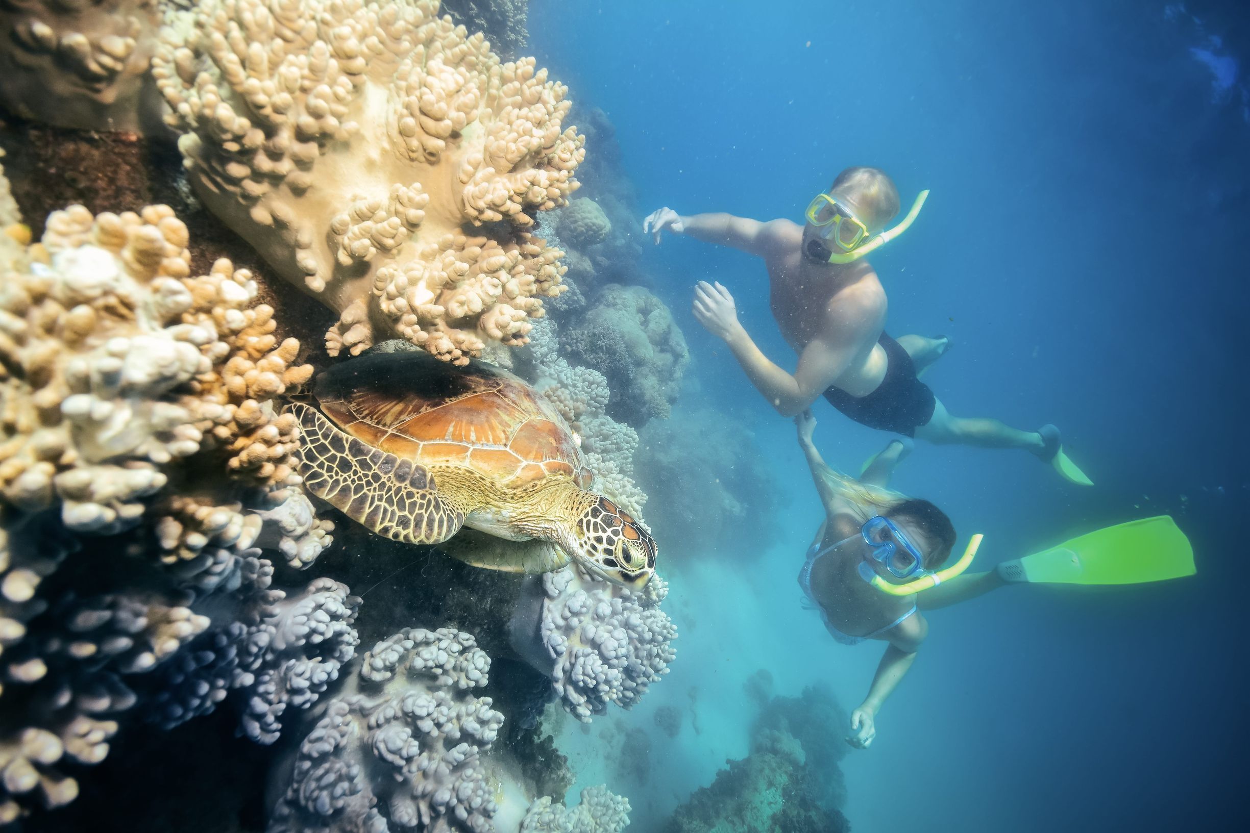 Mon Repos and Beyond: Where to See Turtles in Queensland | Queensland