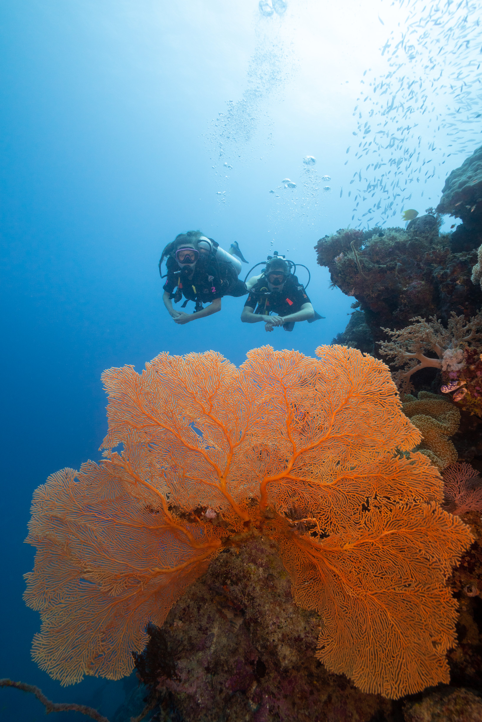 Discover Citizen Science Holidays on the Great Barrier Reef | Queensland