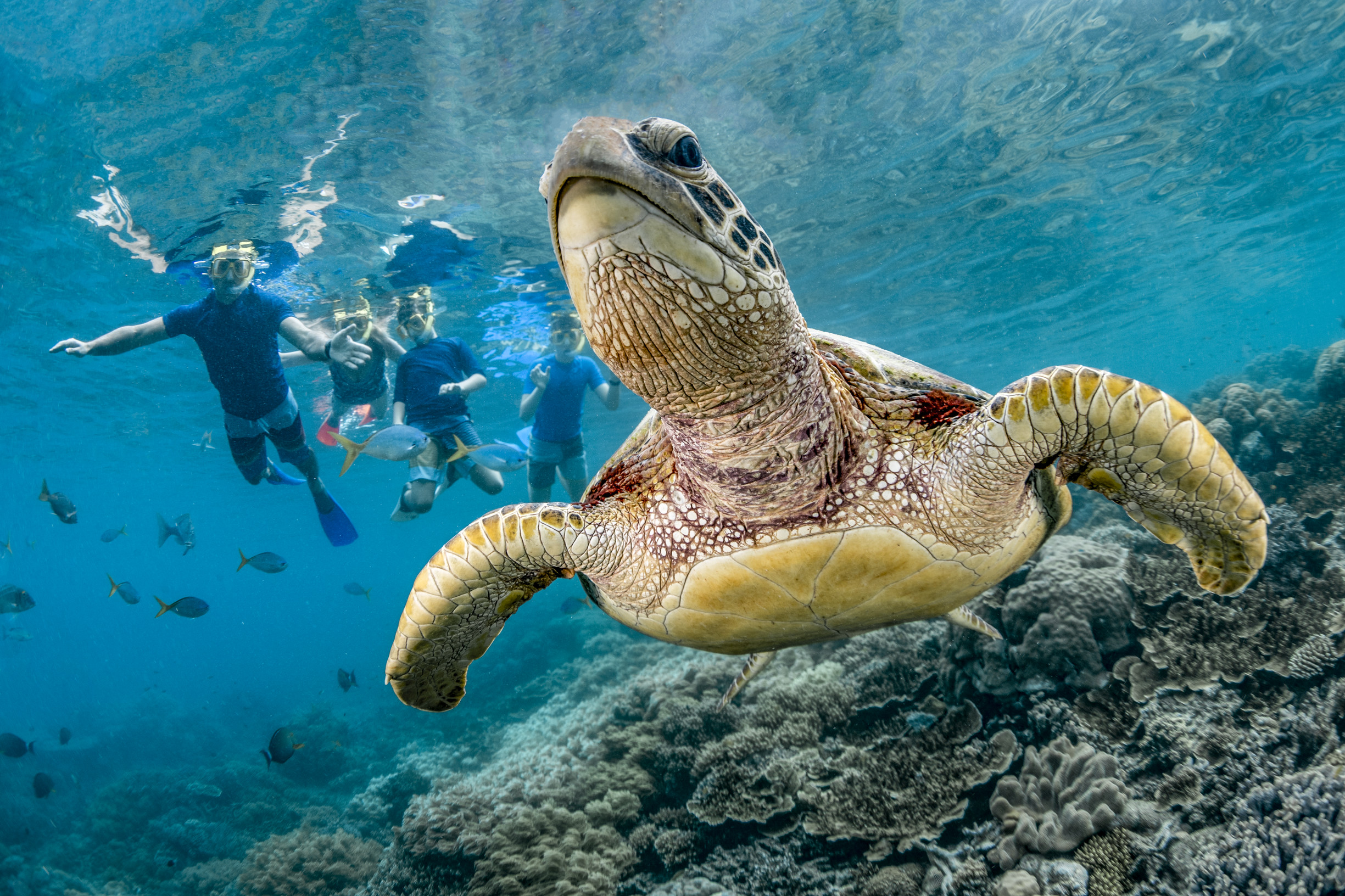 7 Weird and Wacky Queensland Marine Animals | Queensland